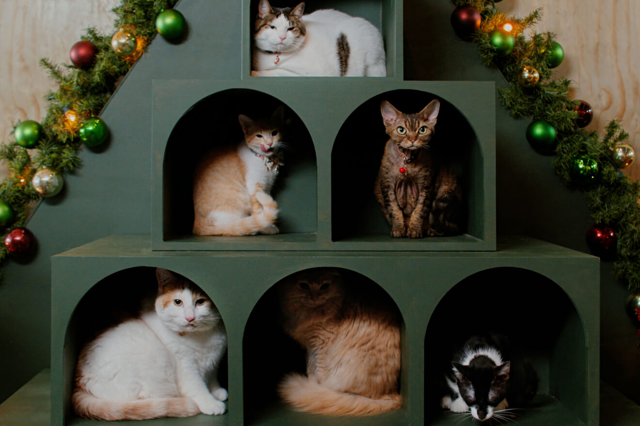 Christmas at the Catnip Cafe Review: Purrfectly Charming